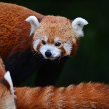 Panda roux - Septembre 2022 - Parc de Branféré