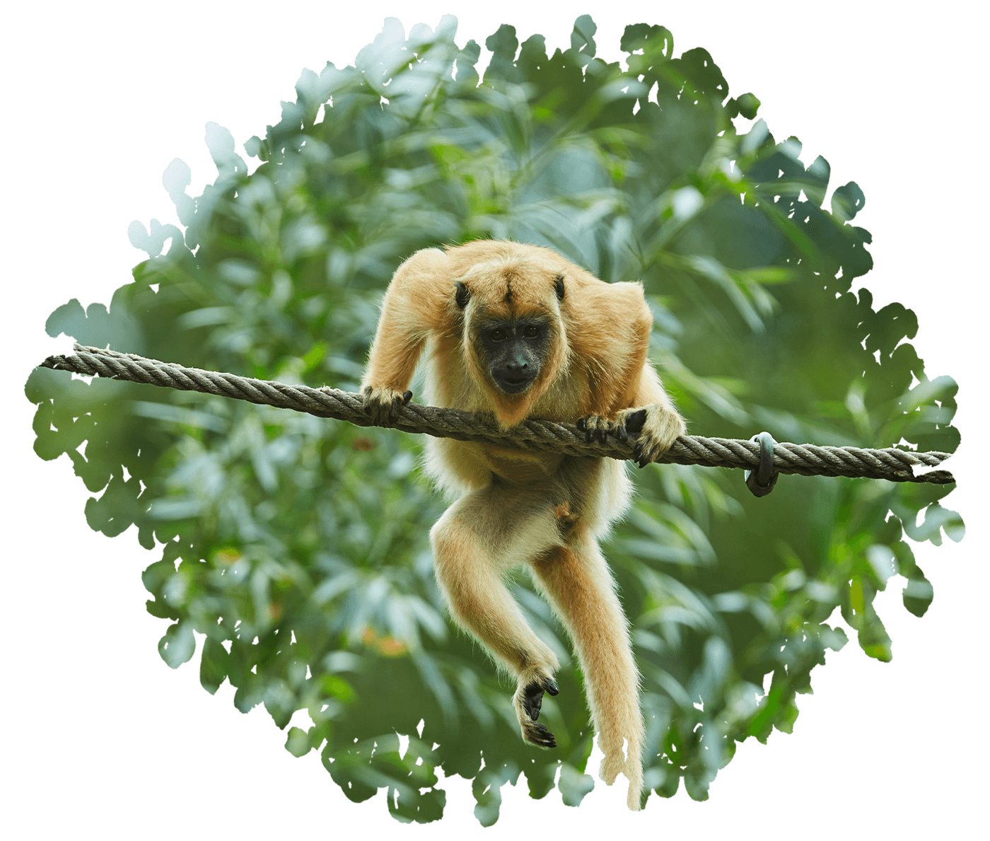 Singes et primates arboricoles du Parc de Branféré, Morbihan